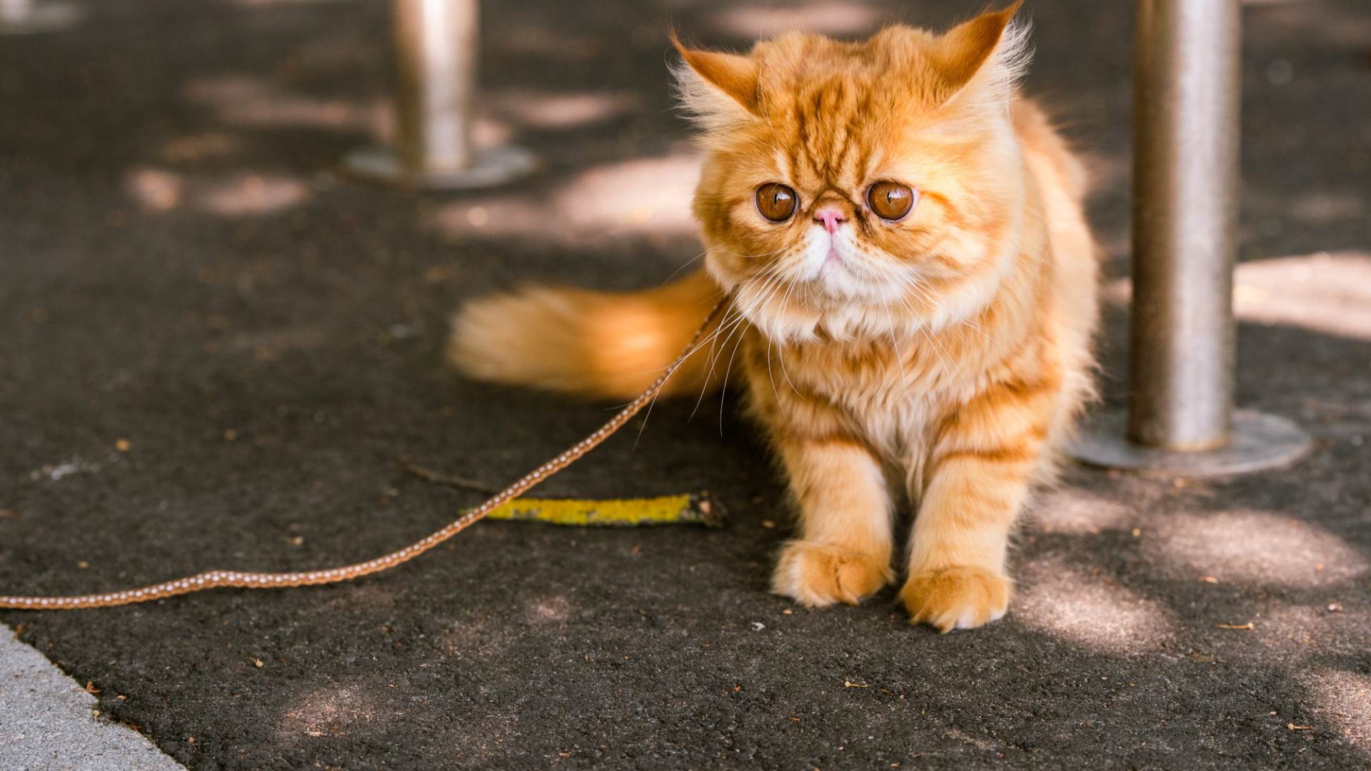 New Pet Form | Sweetspire Veterinary Clinic